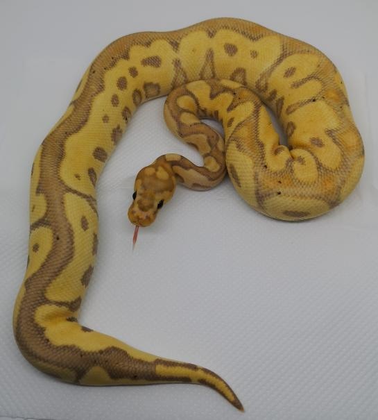 Clown Banana Yellowbelly Female Maker Ball Python by ...
