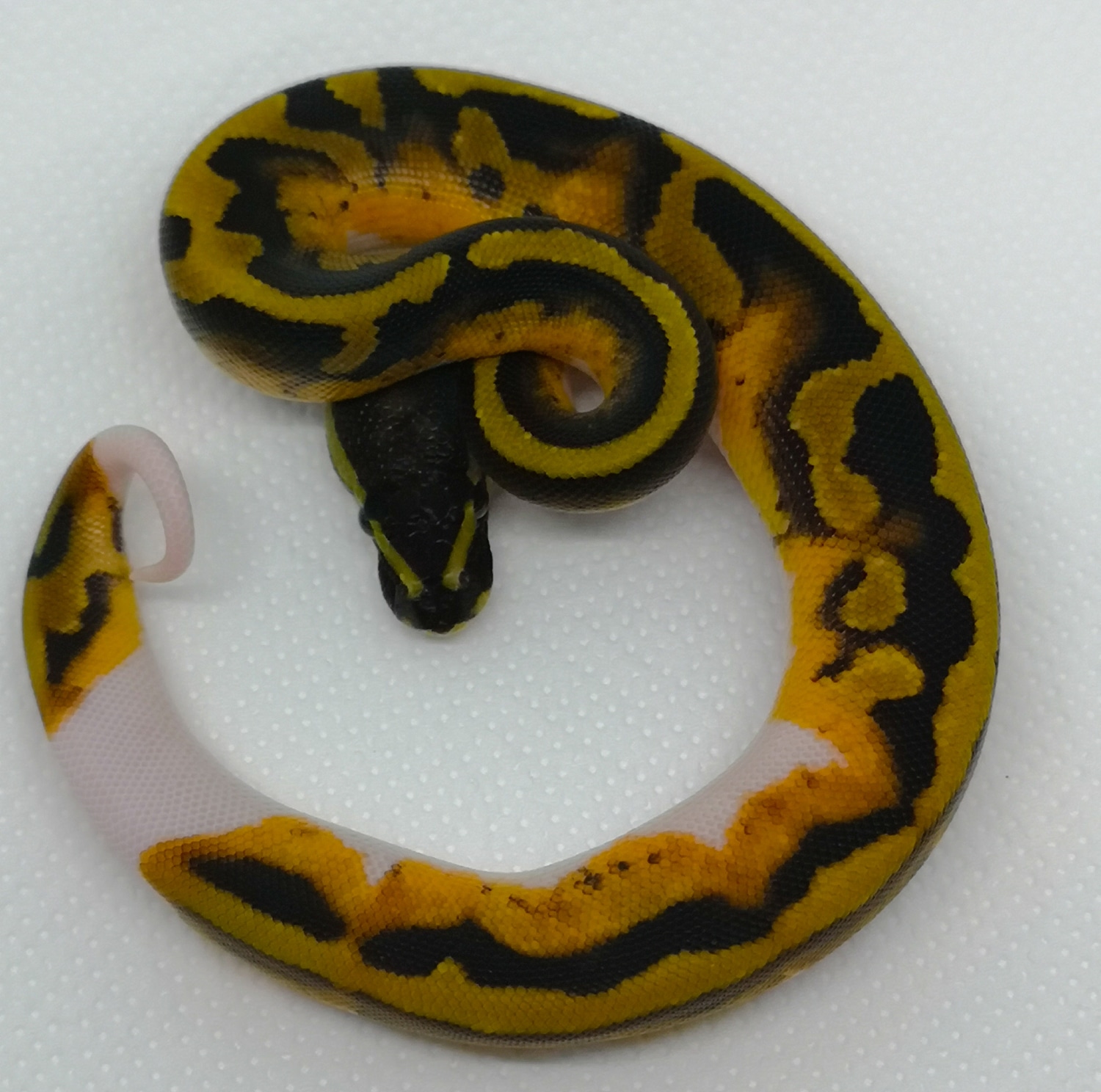 Pied Het Desert Ghost Possible Het Cryptic Ball Python by ...