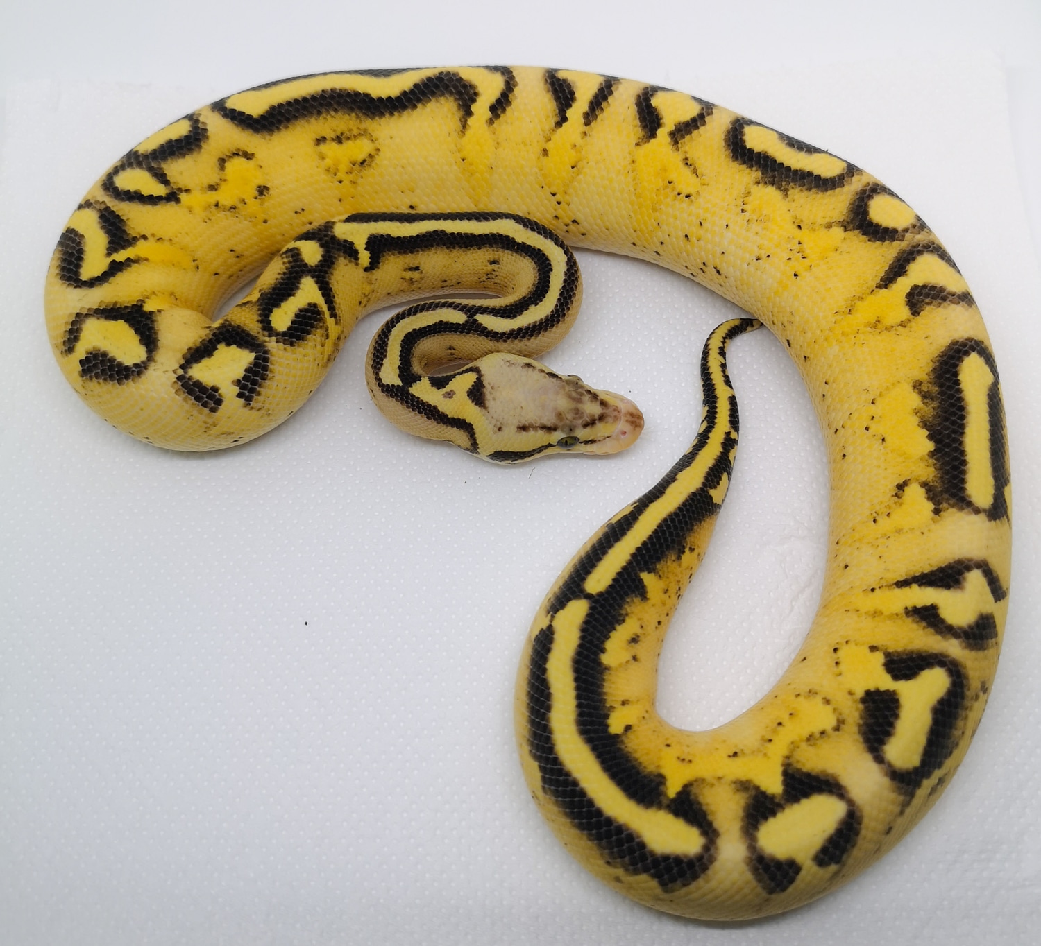 Super Gravel Pastel Ball Python by LuigiMoroniReptiles - MorphMarket