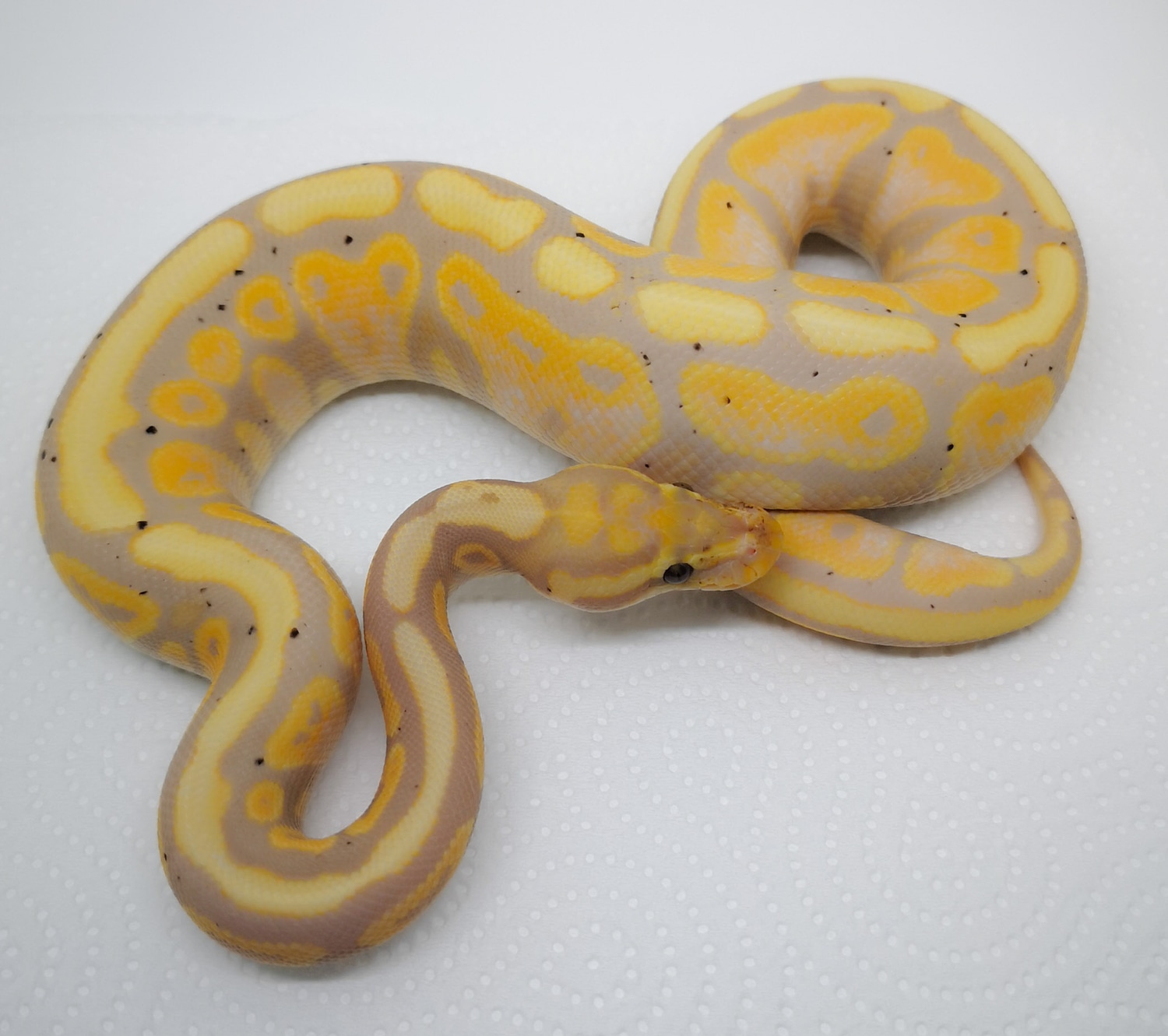 Banana Spotnose Het Clown Female Maker Ball Python by ...