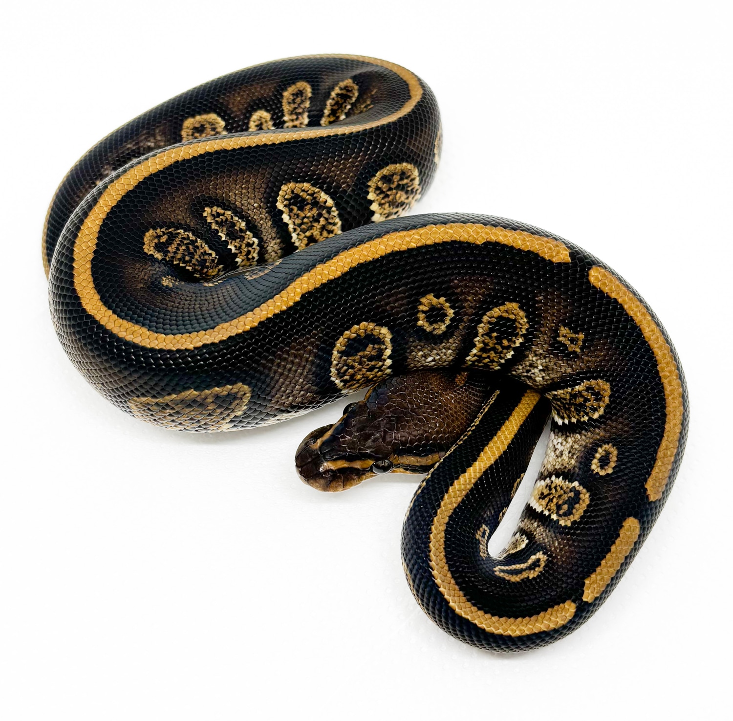 Stranger Double Het Clown/Pied Ball Python by LuigiMoroniReptiles ...