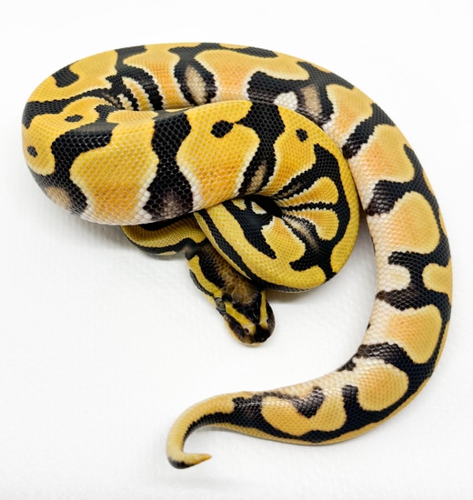 Desert Ghost Orange Dream High Intensity Line Het Pied Possible Het ...