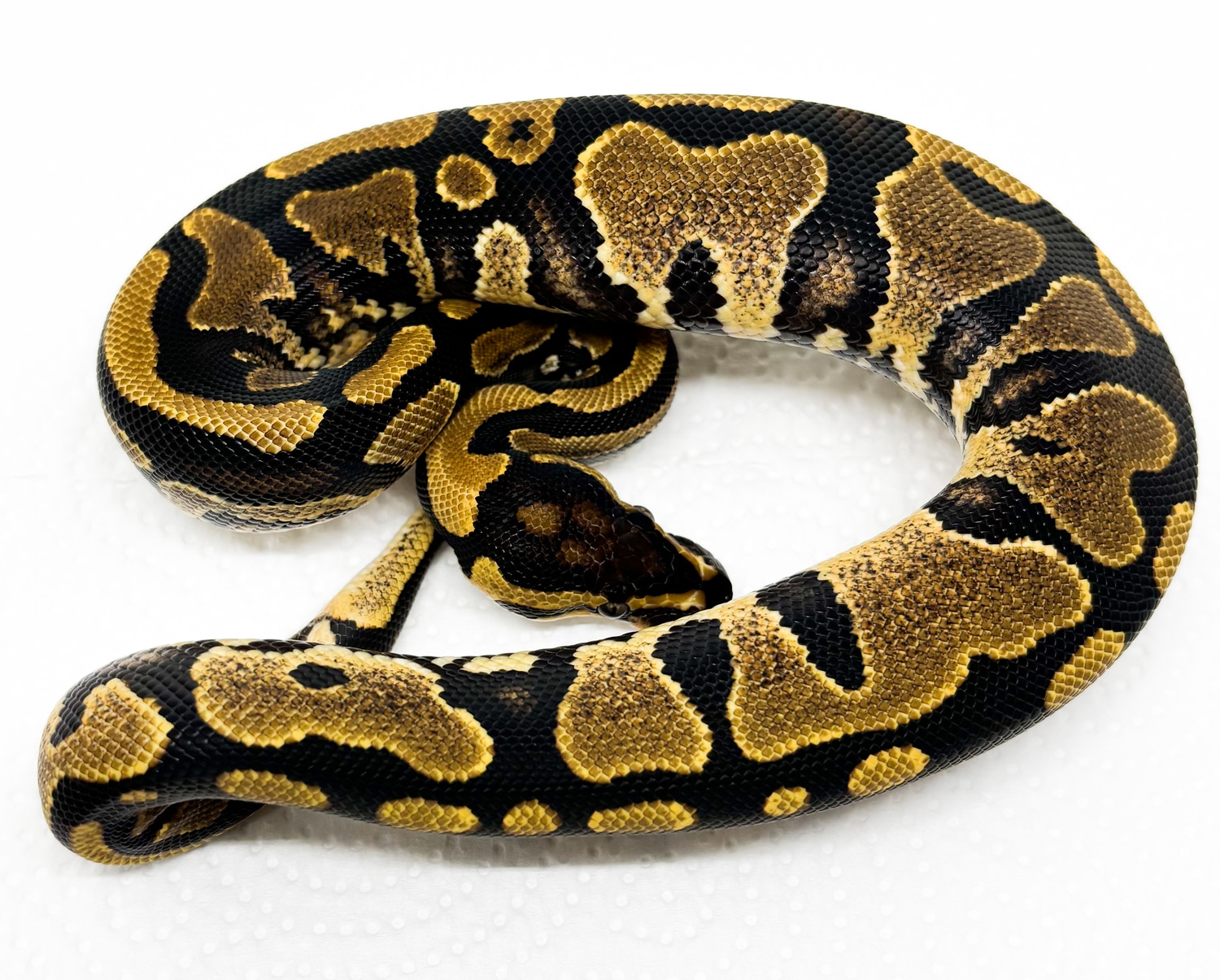 Yellowbelly Double Het Desert Ghost /pied Possible Het Cryptic Ball ...