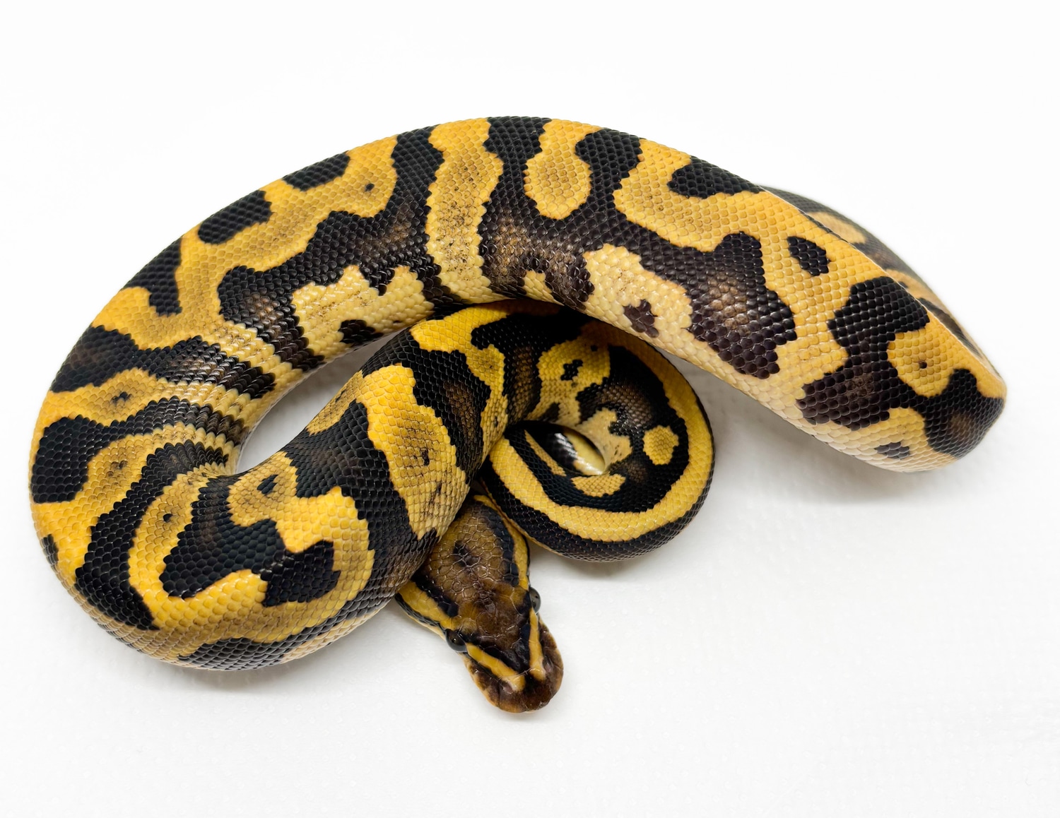 Leopard Fire Double Het Clown/orange Ghost Ball Python by ...