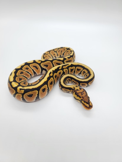 Spotnose Special 100% Het Clown Ball Python by Cana Regius Mutations