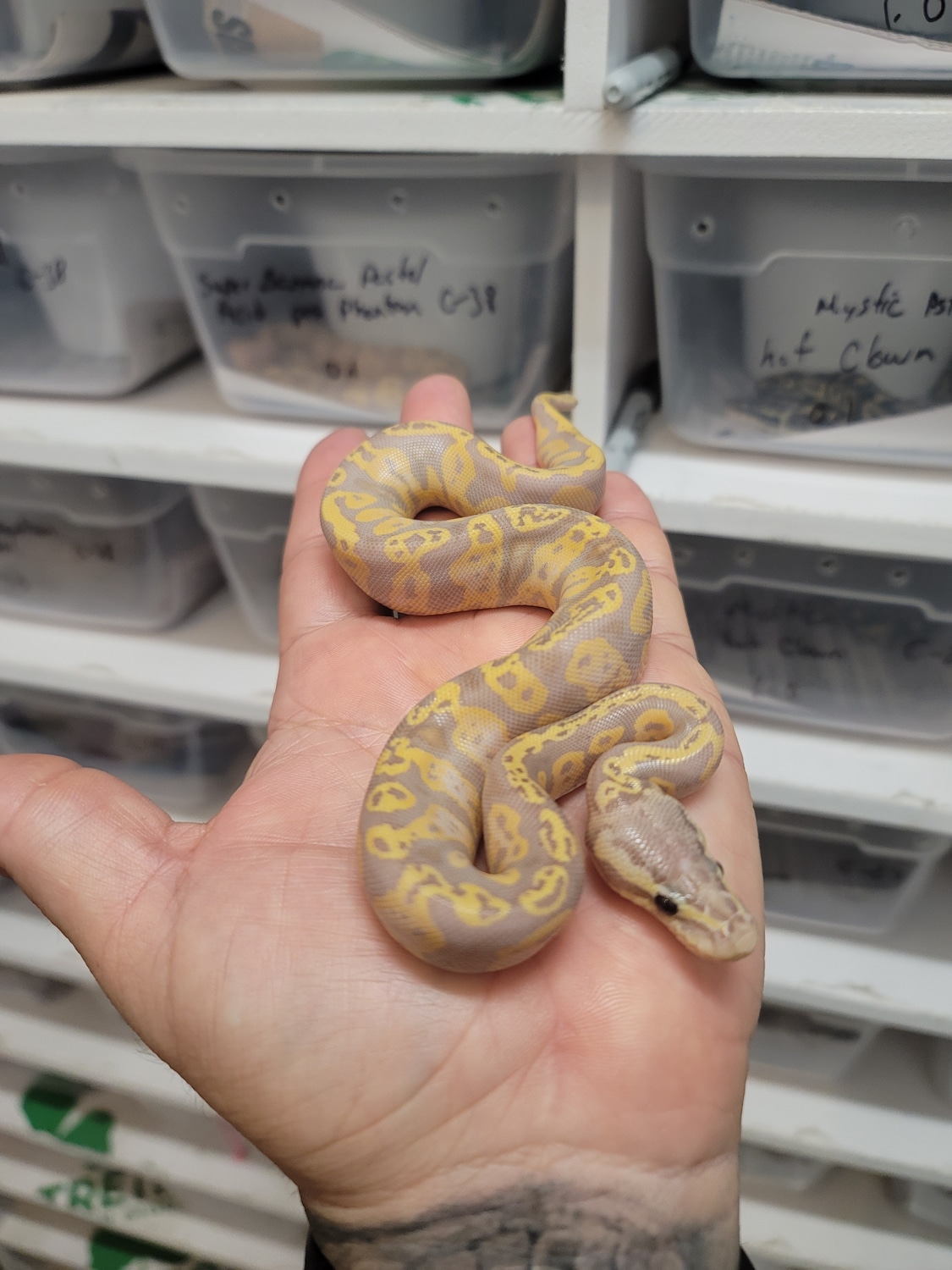 Banana Acid Pastel Pos Phantom Ball Python by Cana Regius Mutations ...