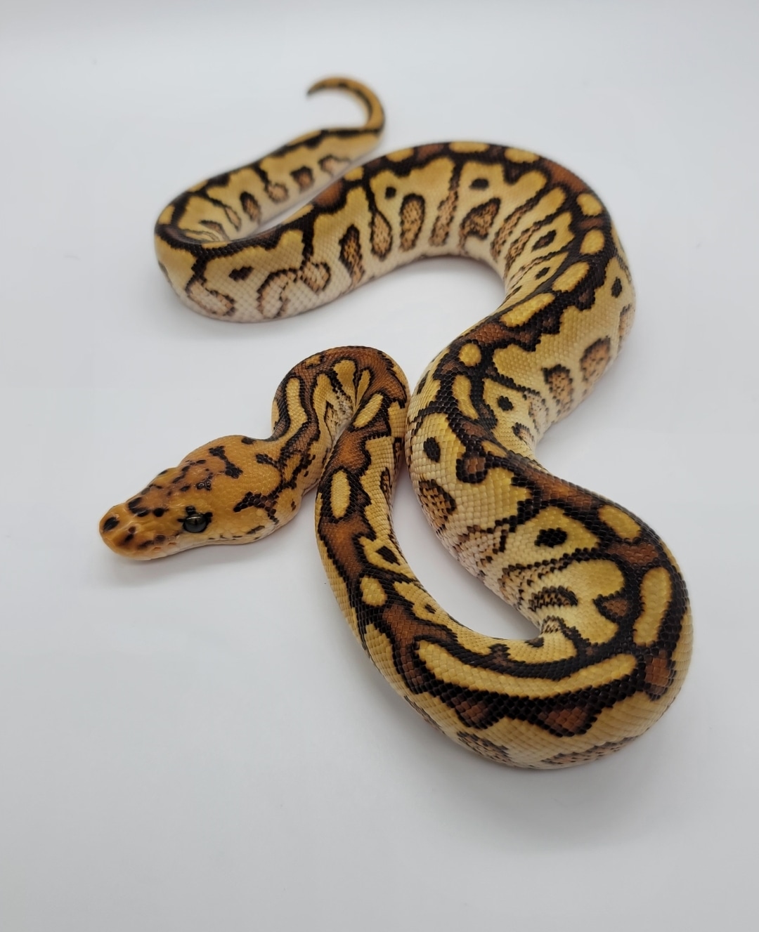 Special Spotnose Clown Ball Python by Cana Regius Mutations - MorphMarket