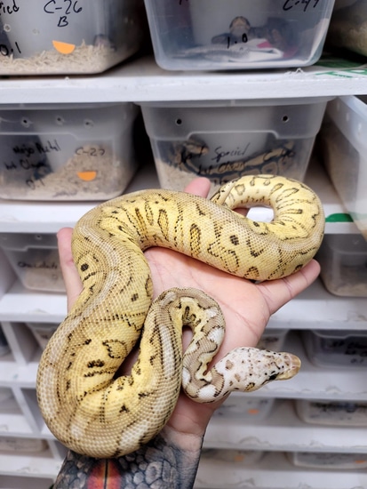 Special Spotnose Pastel Clown Ball Python by Cana Regius Mutations
