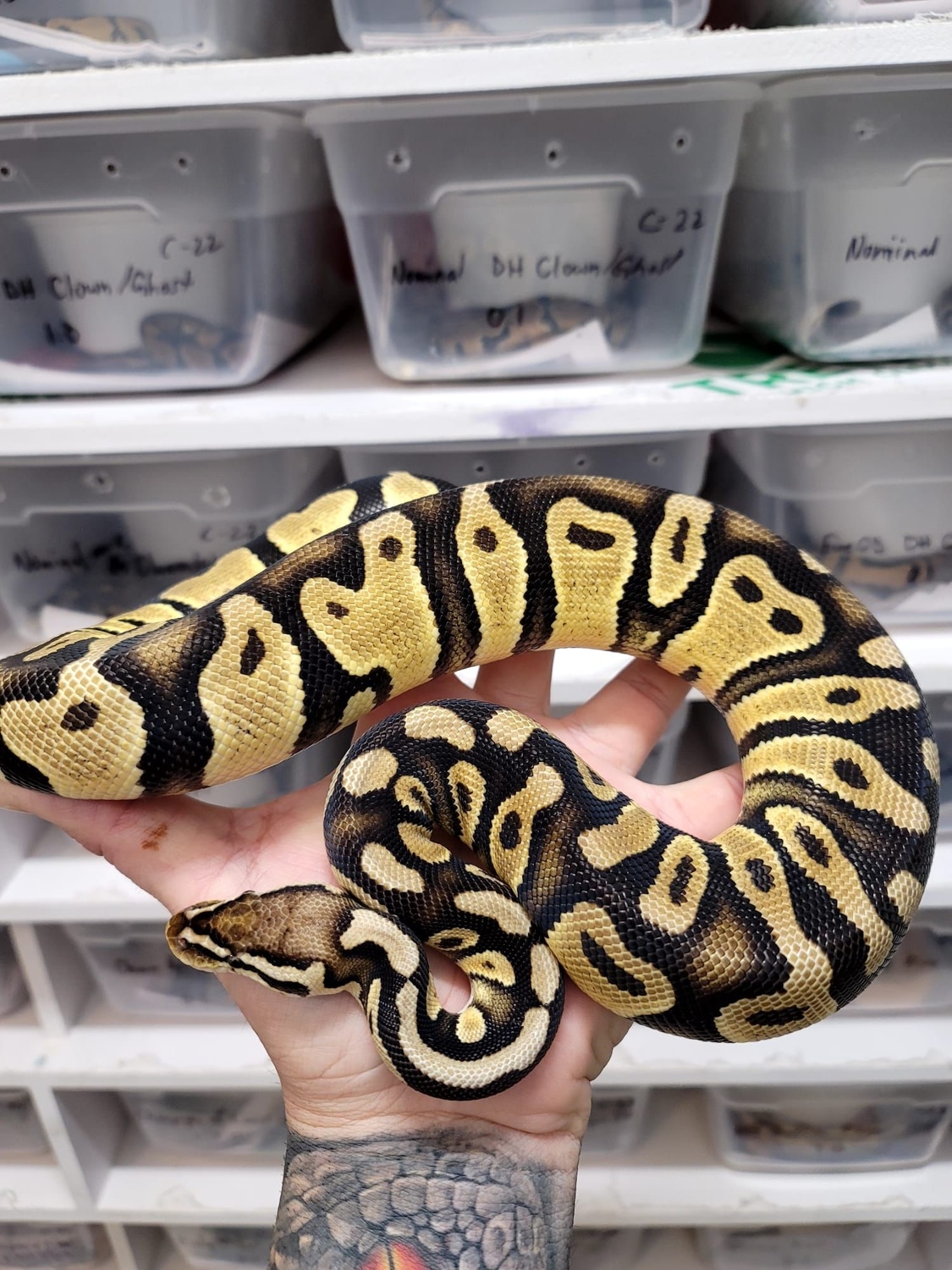 Chocolate Pastel 100% Het Clown Ball Python by Cana Regius Mutations ...