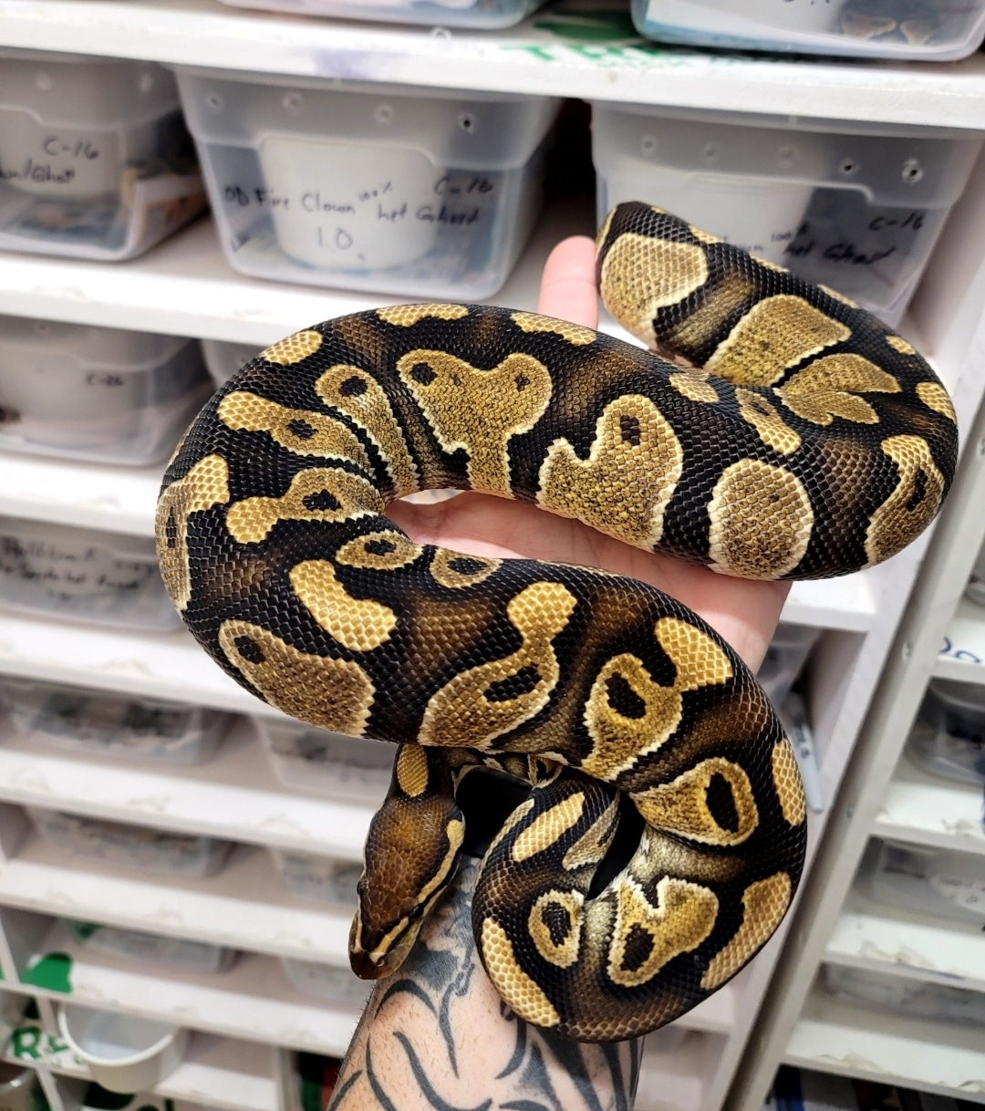 Chocolate 100% Het Clown Ball Python by Cana Regius Mutations - MorphMarket