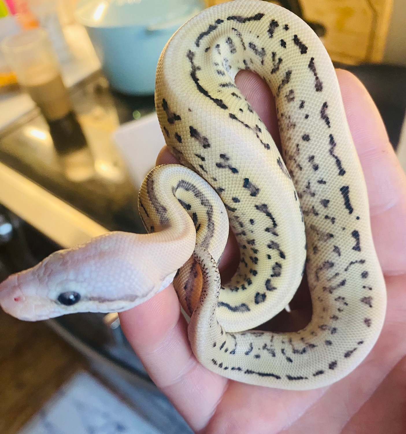 Leopard Spotnose Pin Pastel Chocolate Enchi DG 50% Het Hypo Ball Python ...