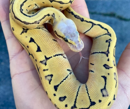 Limbless Exotics - MorphMarket