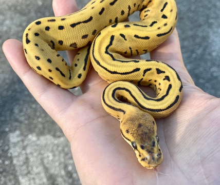 Limbless Exotics - MorphMarket