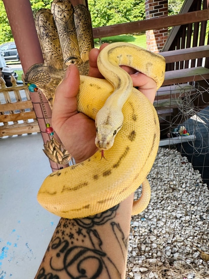 Leopard Pin OD Pastel Paradox DG Female Poss Spotnose Ball Python by ...