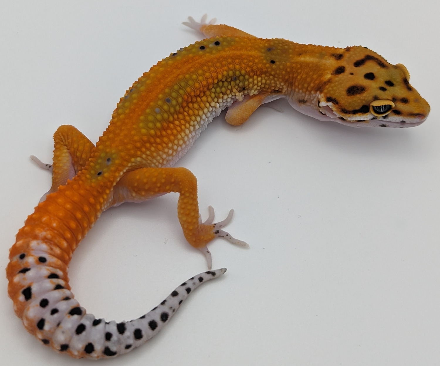 Clown Red Stripe Leopard Gecko by LooseTailLeos - MorphMarket