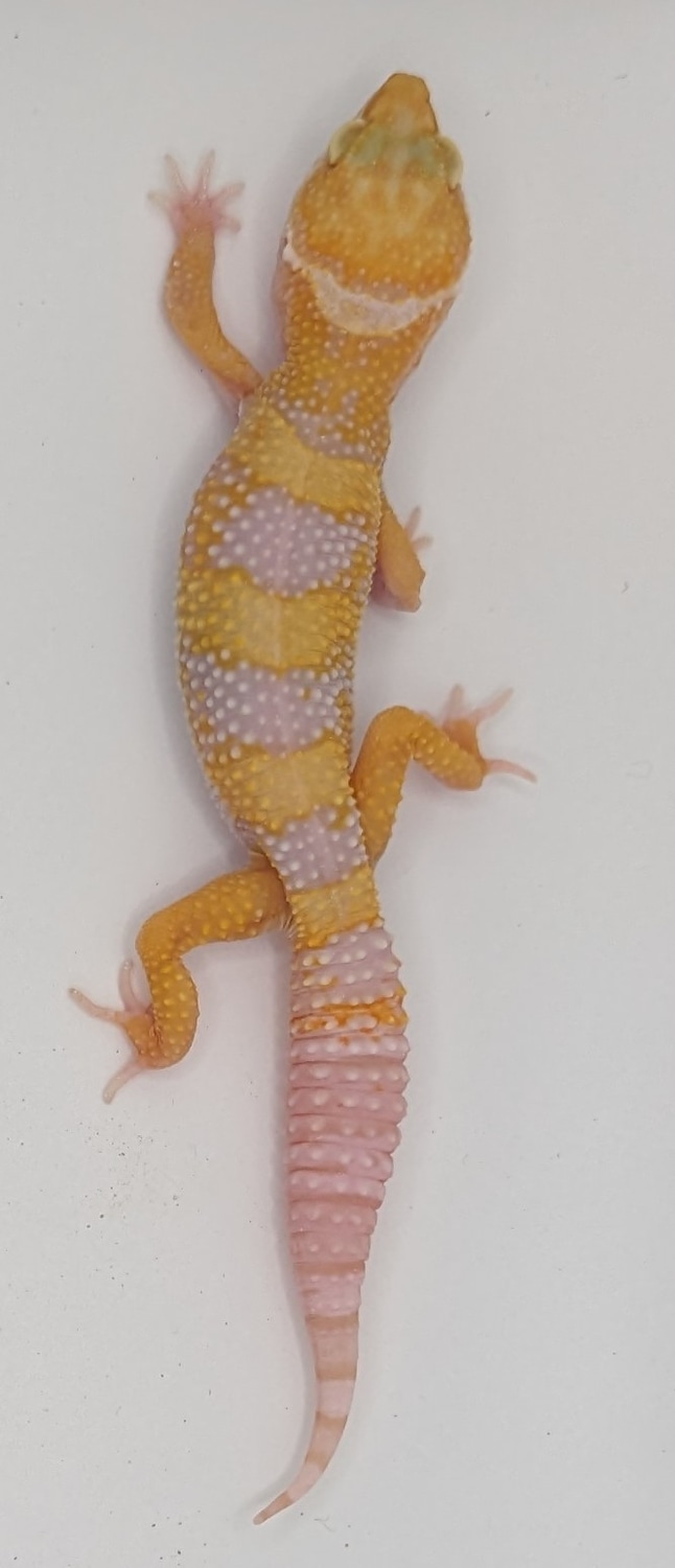 White & Yellow Leopard Gecko by LooseTailLeos - MorphMarket