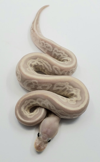 Banana Cinnamon Lori Ball Python by Bronze Serpent Reptiles