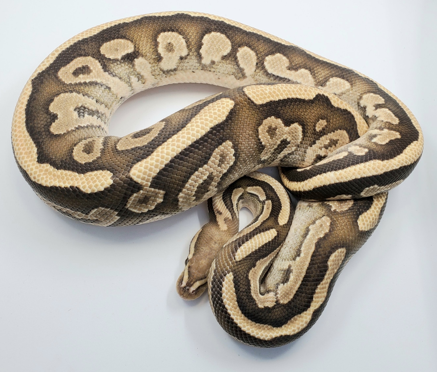 Mystic Flame Ball Python by Bronze Serpent Reptiles - MorphMarket