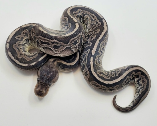 Cinnamon Lori Ball Python by Bronze Serpent Reptiles