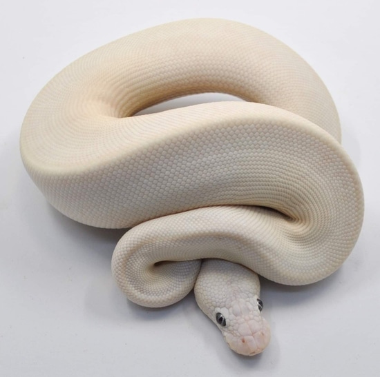 Super Lesser Ball Python by Bronze Serpent Reptiles - MorphMarket