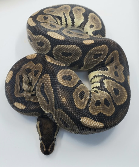Lori Ball Python by Bronze Serpent Reptiles