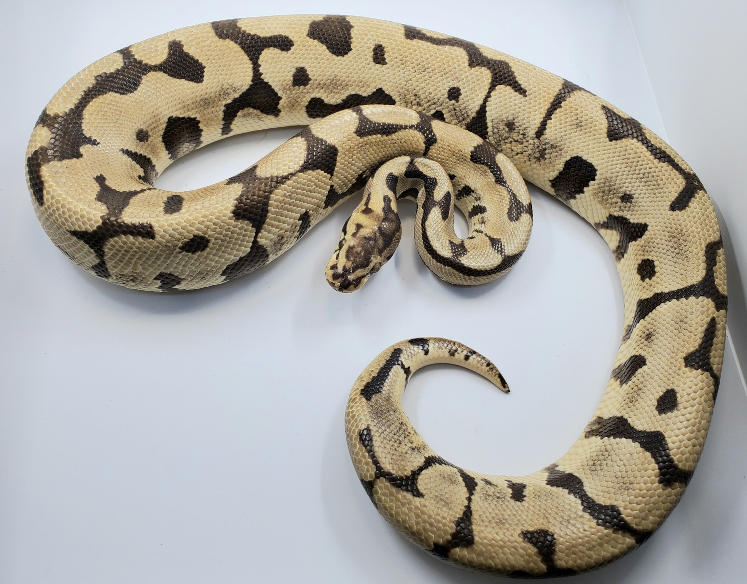 Desert Leopard Spider Ball Python by Bronze Serpent Reptiles - MorphMarket