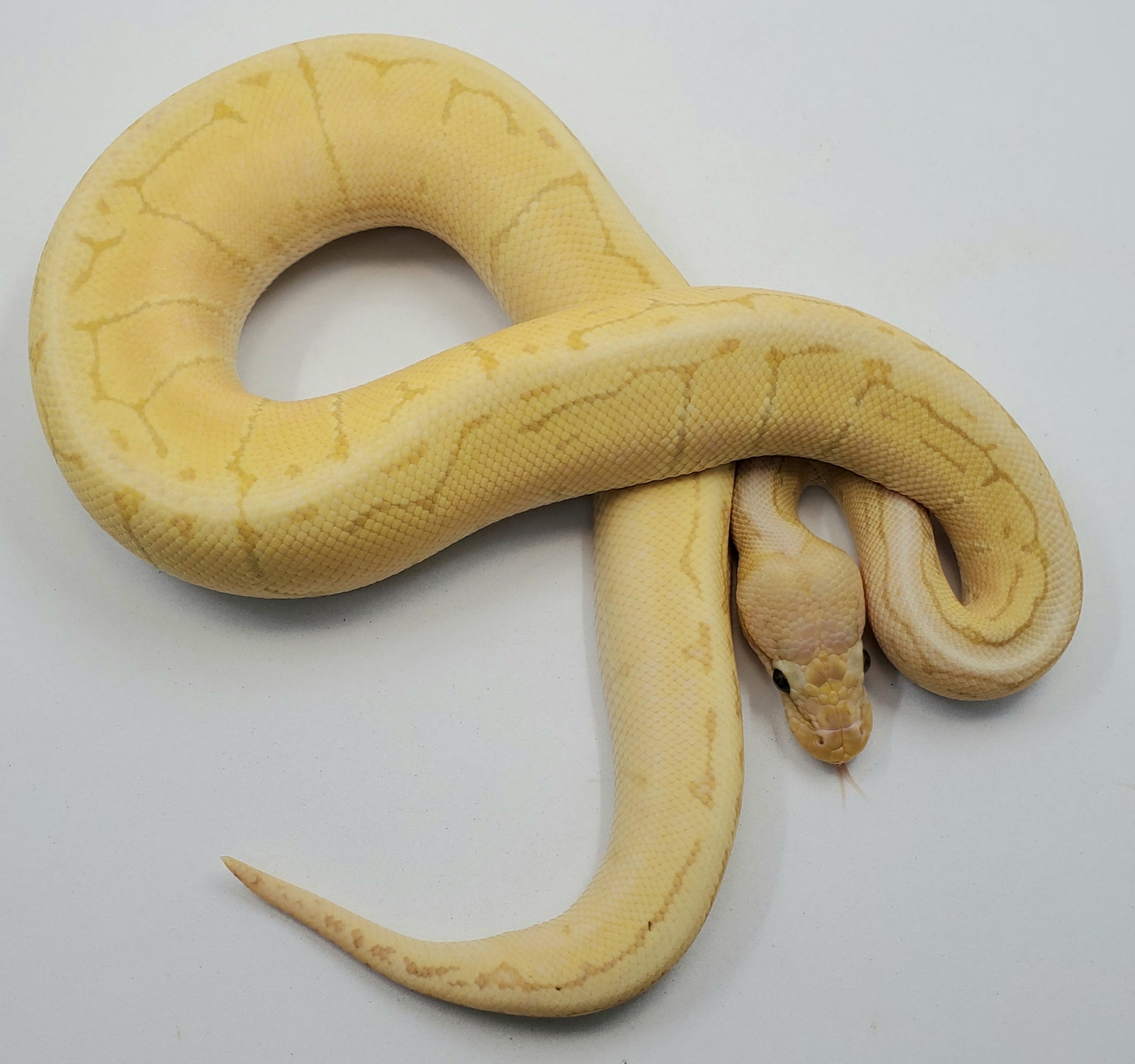 Banana Lemonblast Ball Python by Bronze Serpent Reptiles - MorphMarket
