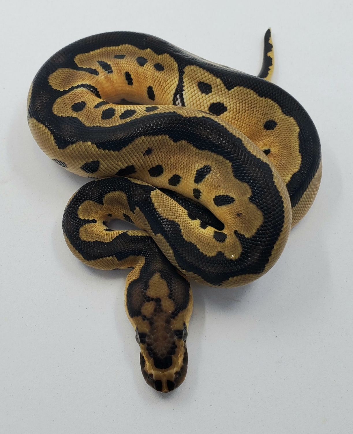 Blade Clown 66% Het VPI Axanthic Ball Python by Bronze Serpent Reptiles ...