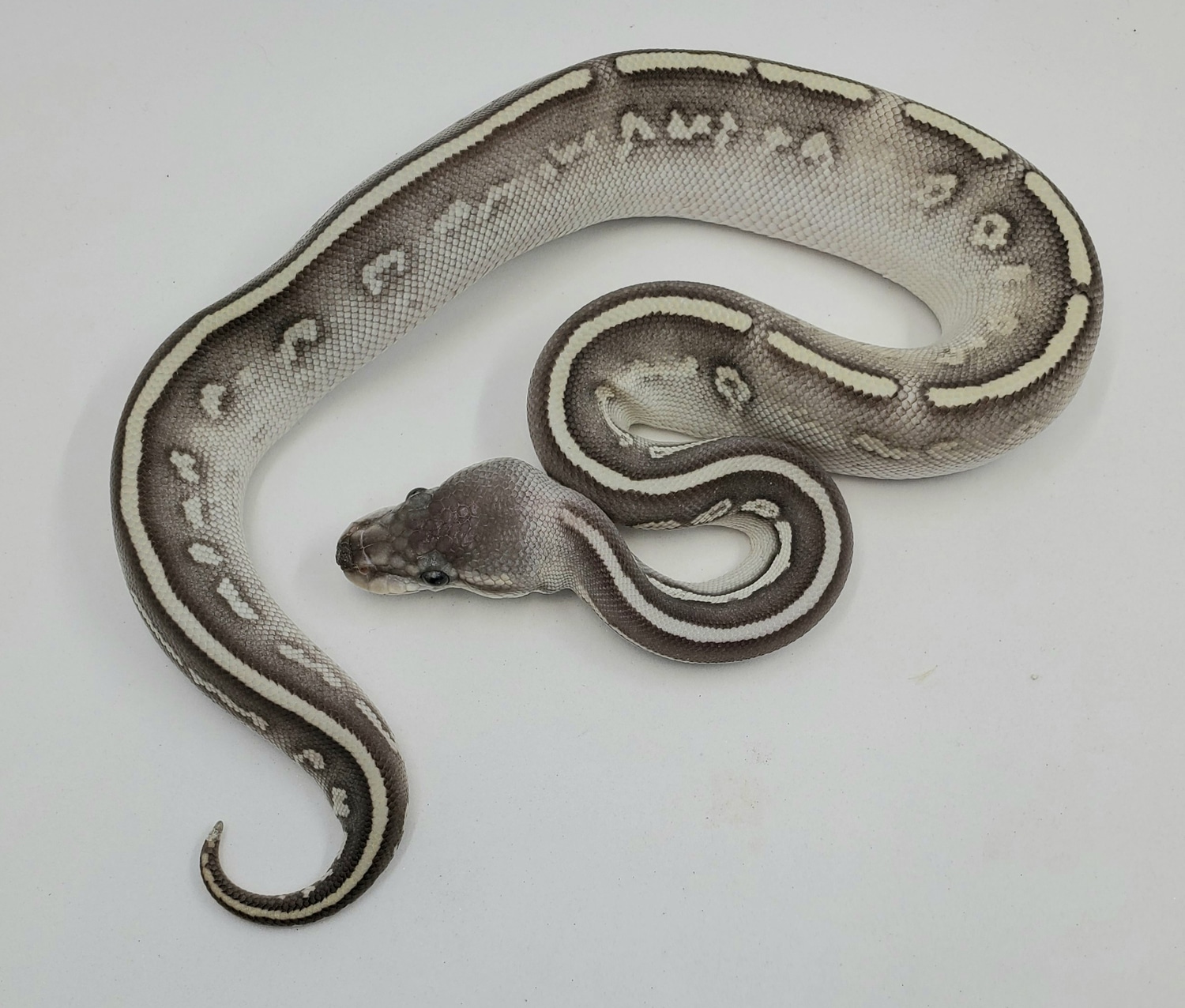 Super Phantom 50% Het Piebald Ball Python by Bronze Serpent Reptiles ...