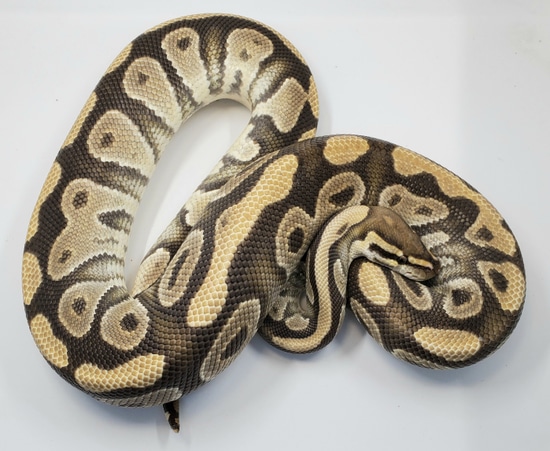 Phantom Het Clown Ball Python by Bronze Serpent Reptiles