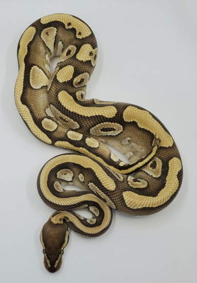 Mojave Het Puzzle Ball Python by Bronze Serpent Reptiles