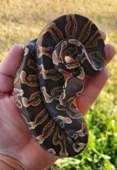 GHI Het Pied Ball Python by Bronze Serpent Reptiles