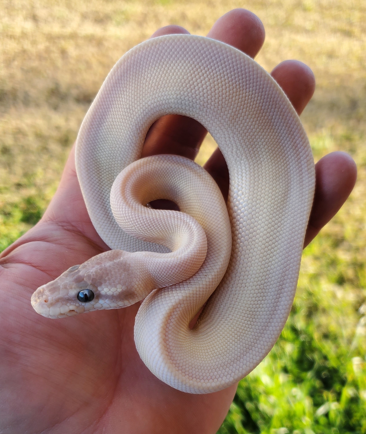 Super Mojave Ball Python by Bronze Serpent Reptiles - MorphMarket
