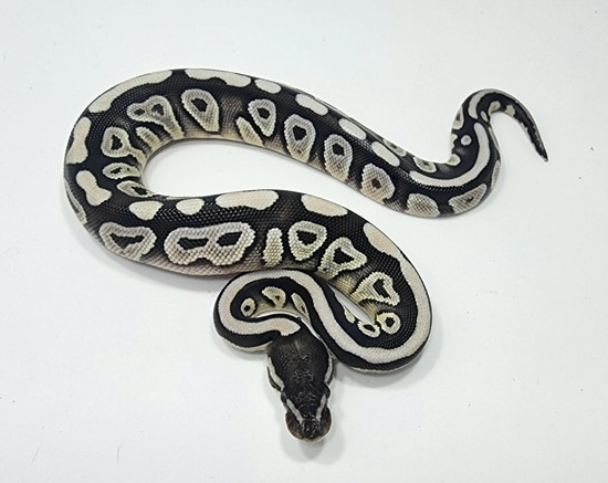 VOLTA VPI Axanthic Mojave Ball Python by Bronze Serpent Reptiles