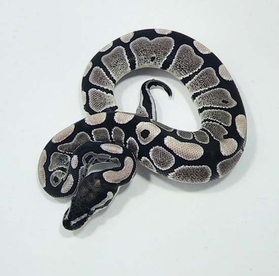VOLTA VPI Axanthic Ball Python by Bronze Serpent Reptiles