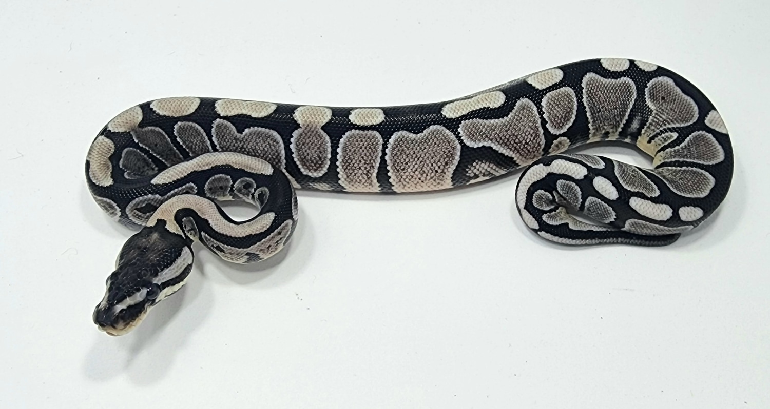VOLTA VPI Axanthic Ball Python by Bronze Serpent Reptiles - MorphMarket