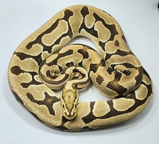 Fire Puzzle (Cryptic?) Ball Python by Bronze Serpent Reptiles