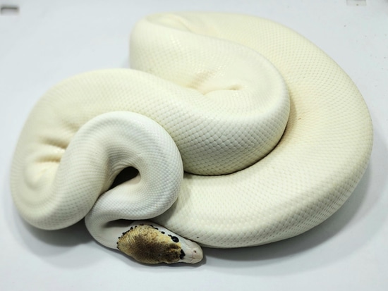 Spied Ball Python by Bronze Serpent Reptiles