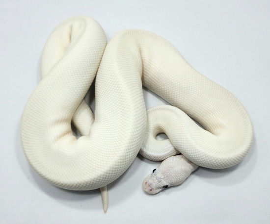 BEL Super Lesser Ball Python by Bronze Serpent Reptiles