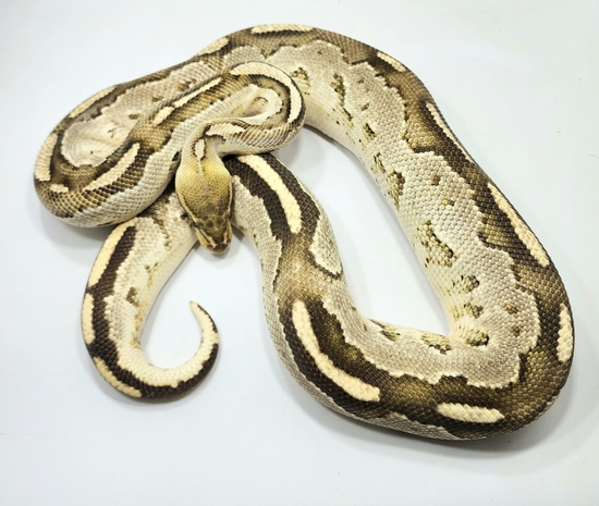 Bongo Fire Ball Python by Bronze Serpent Reptiles