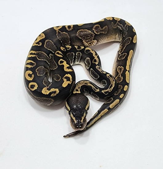 GHI Het Pied Ball Python by Bronze Serpent Reptiles