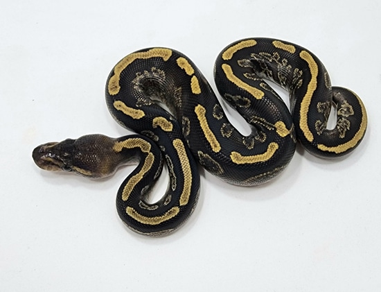 GHI Mahogany Het Pied Ball Python by Bronze Serpent Reptiles