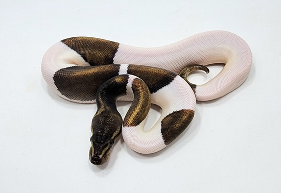 Mahogany Pied Pos GHI Ball Python by Bronze Serpent Reptiles