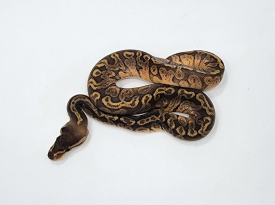 Pastel Sunset Ball Python by Bronze Serpent Reptiles