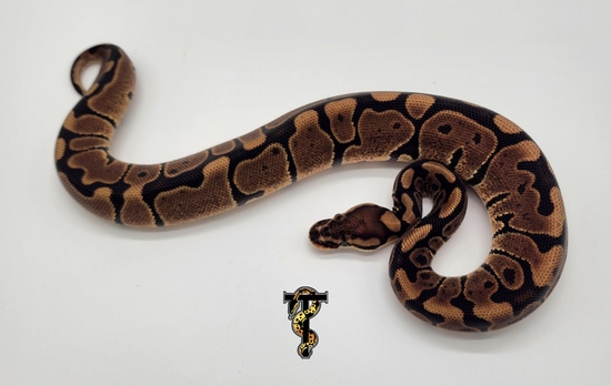 Woma Het Clown Ball Python by Bronze Serpent Reptiles