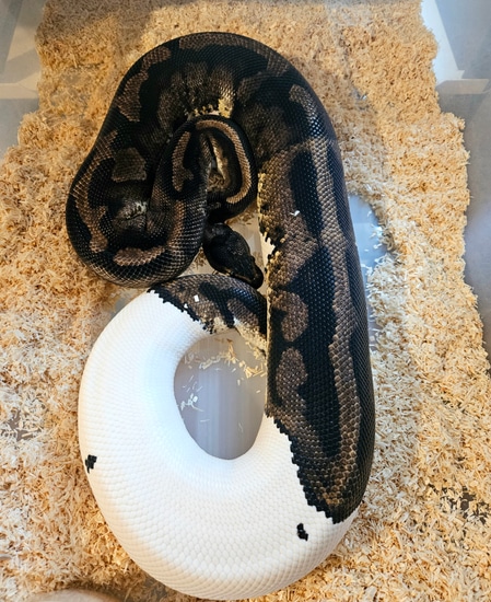 CB18 Pied Royal Python Ball Python by South Coast Serpents
