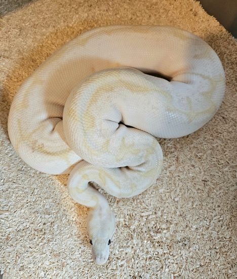 CB19 Bamboo Banana Fire Spider Proven Ball Python by South Coast Serpents