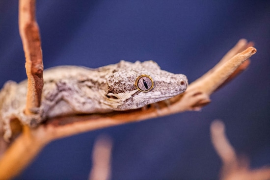 White Base Black Stripe Yellow Spectacle Gargoyle Gecko by LBA, LLC