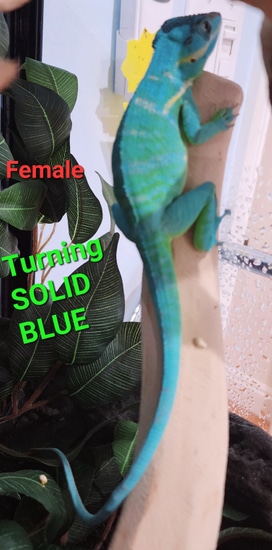 ADULT PAIR - RAREST SOLID BLUE FEMALE, Blue Genetics,Giant Blue Beauty ...