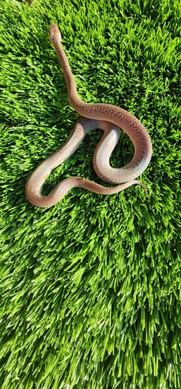 GRANITE Spotted Python by LBA, LLC